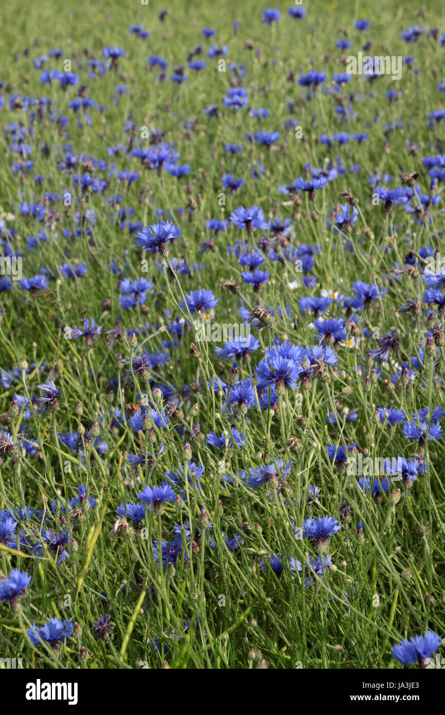 flower, flowers, plant, flower meadow, corn field, grain field ...