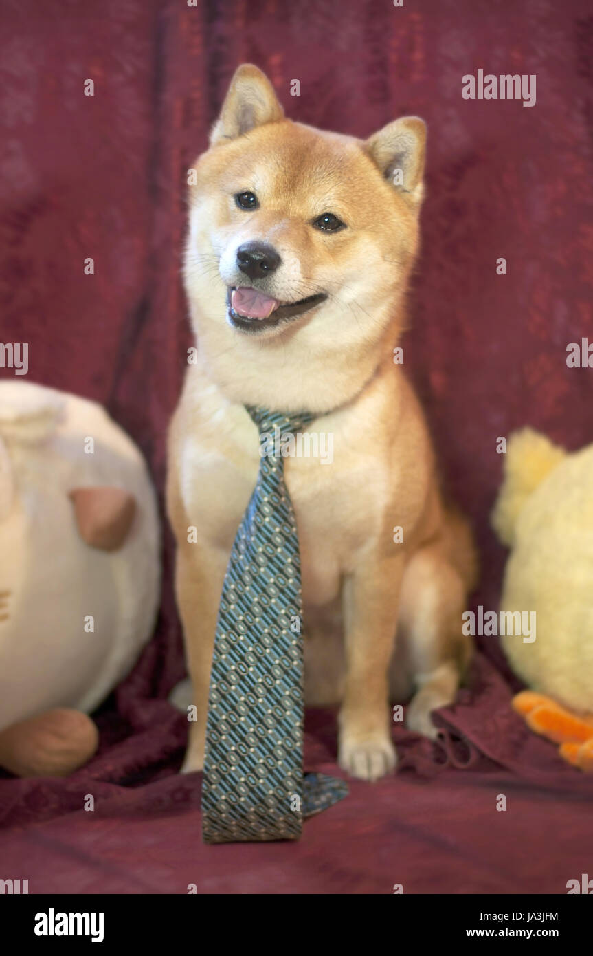 adorable; animal; black; business; canine; cute; dog; gundog; happy ...