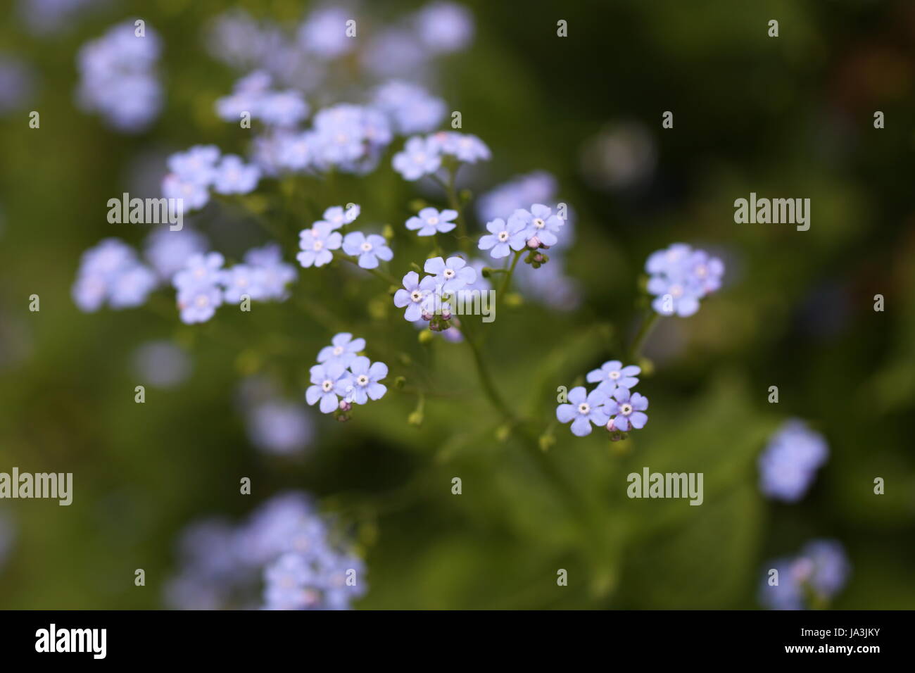 Small pale green flowers hi-res stock photography and images - Alamy