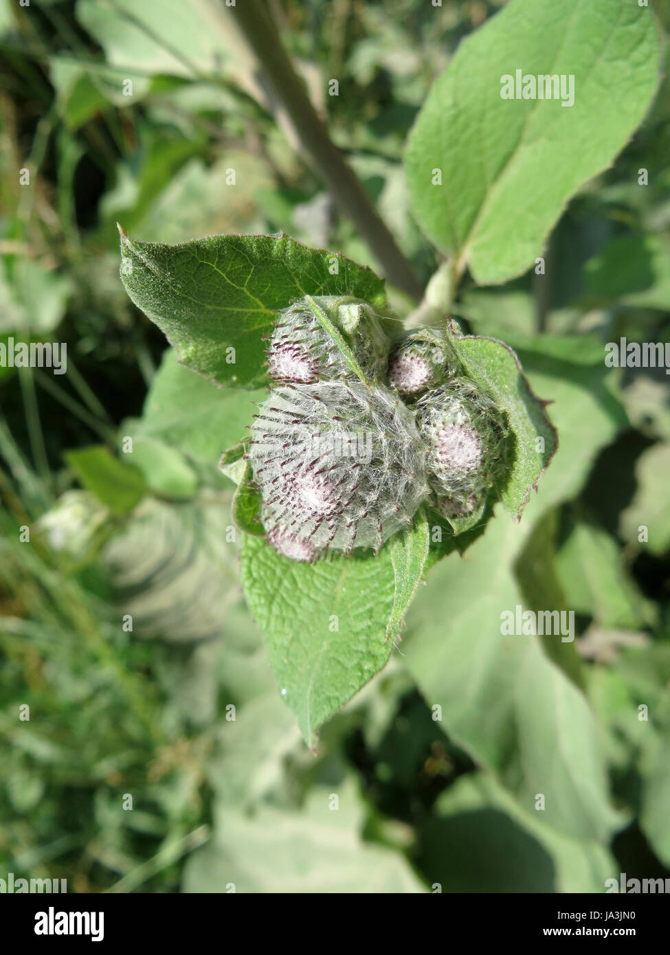 flower, plant, bud, haired, felt, spider webs, bur, barb, flower, plant ...