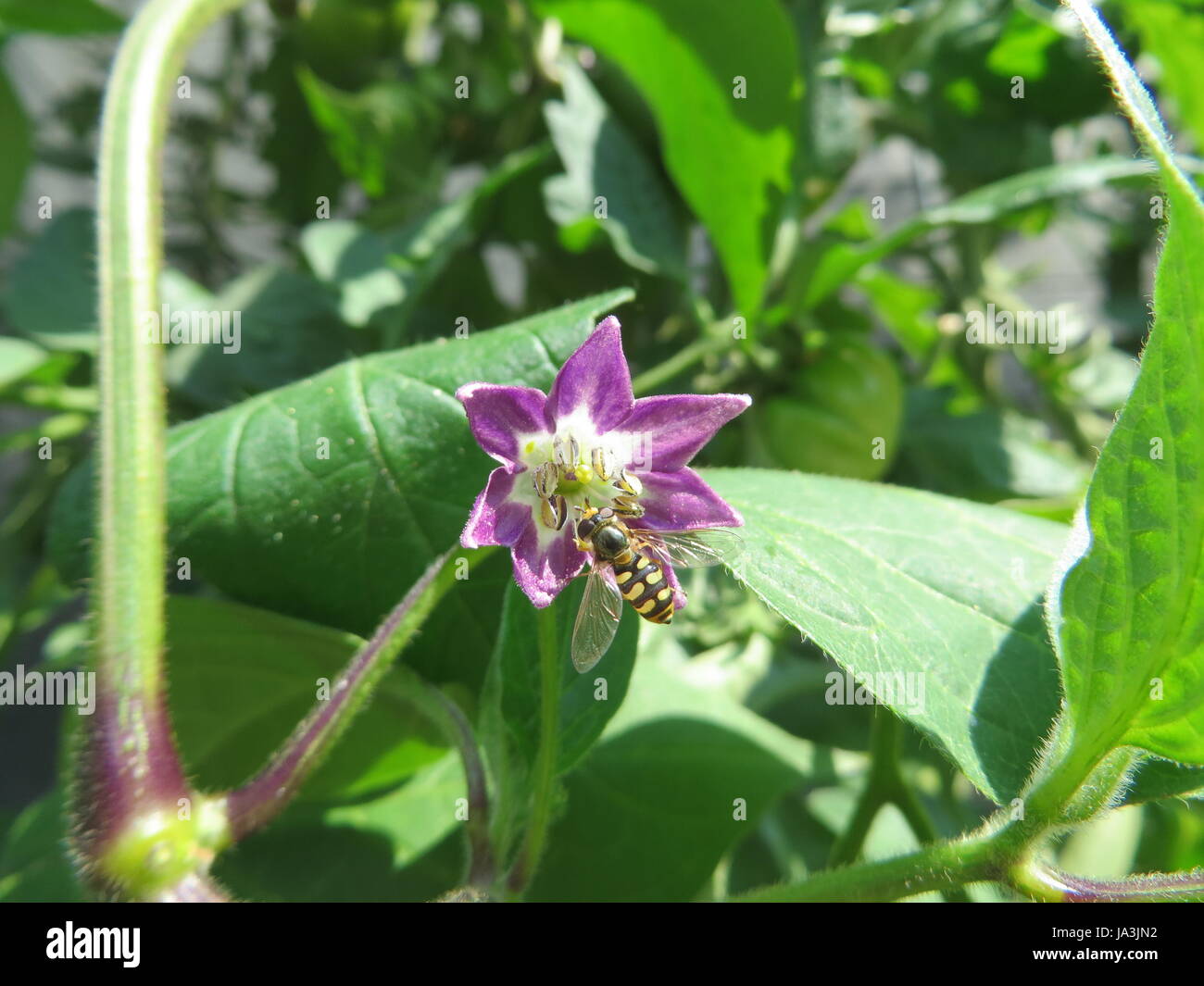 chili blossom - capsicum pubescens - red manzano Stock Photo - Alamy