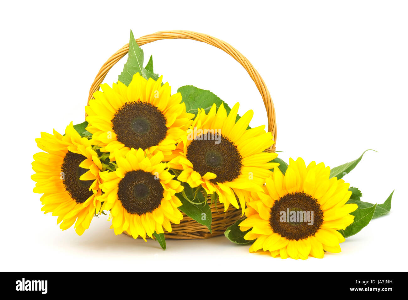 environment, enviroment, composition, feminine, garden, flower, plant ...