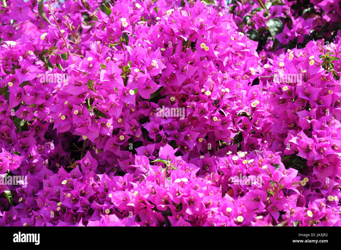 garden, shrub, hedge, gardens, pink, garden, hedge, gardens, red, pink ...