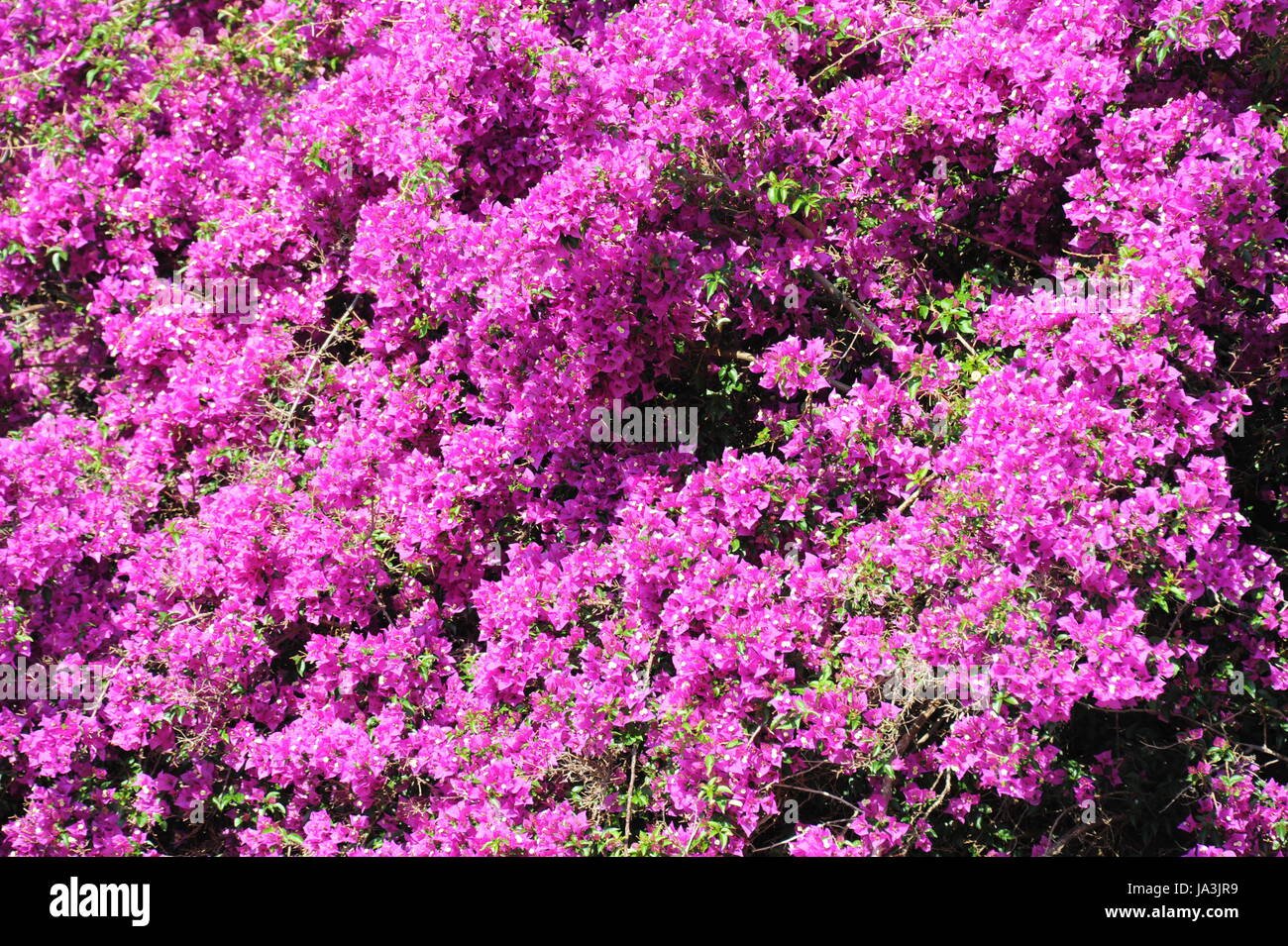 garden, shrub, hedge, gardens, pink, garden, hedge, gardens, red, pink ...