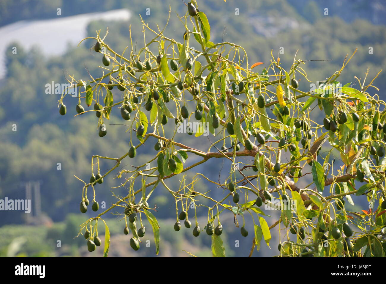 tree, green, ripe, thick, wide, fat, hoarfrost, healthy, tree, green ...