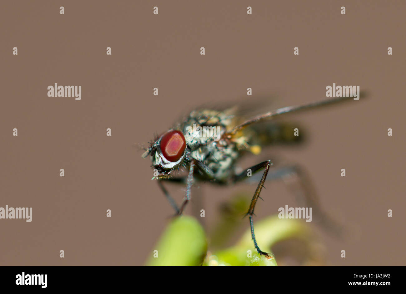 fly - mosquito Stock Photo - Alamy