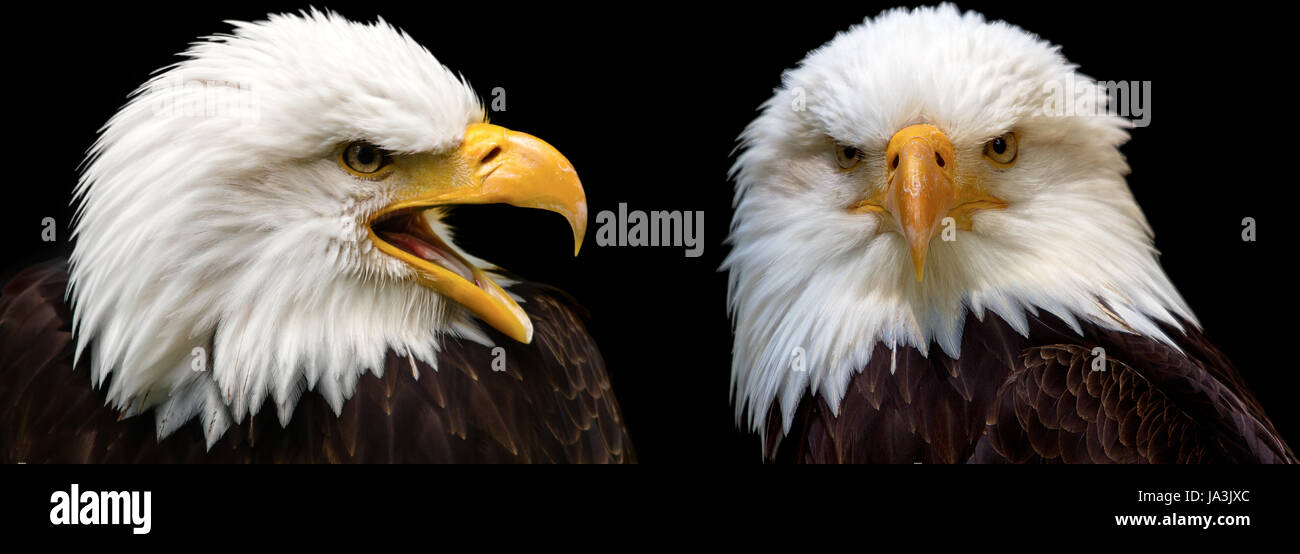 flight, portrait, eyes, emblem, fly, flies, flys, flying, nature, big ...
