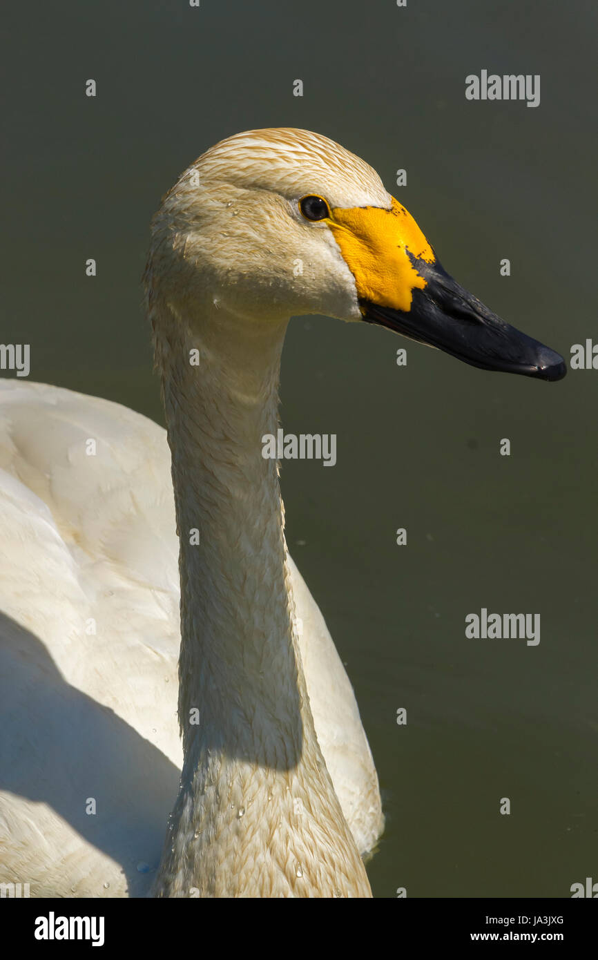 Bewick Swan at Slimbridge Stock Photo - Alamy
