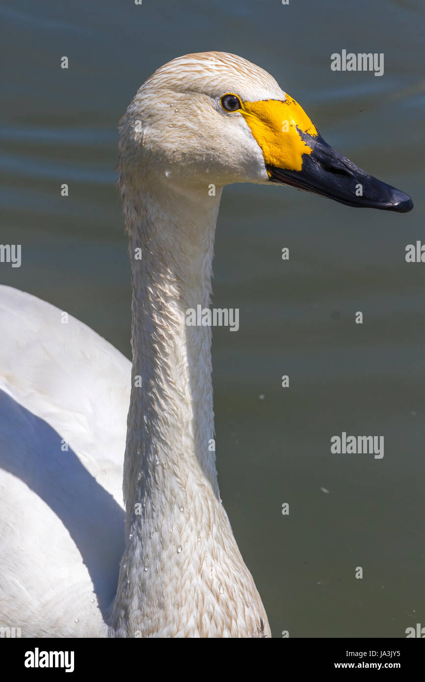 Bewick Swan at Slimbridge Stock Photo - Alamy