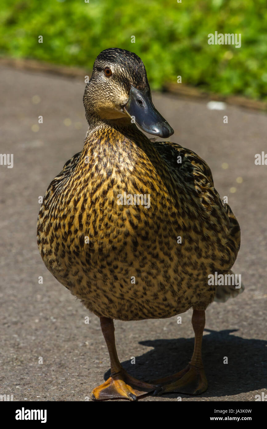 Garganey at Slimbridge Stock Photo - Alamy