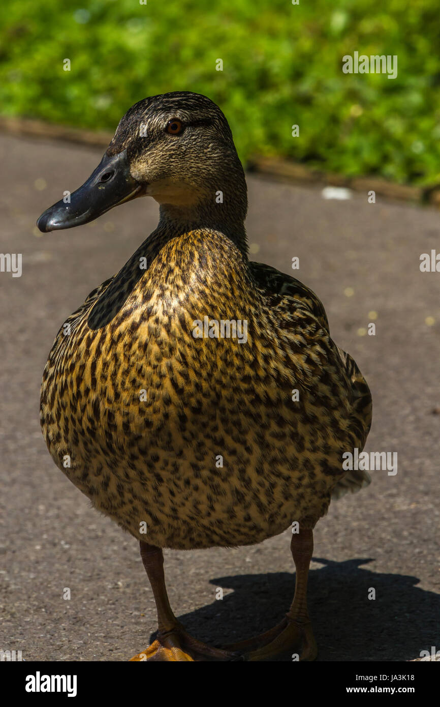Garganey summer hi-res stock photography and images - Alamy