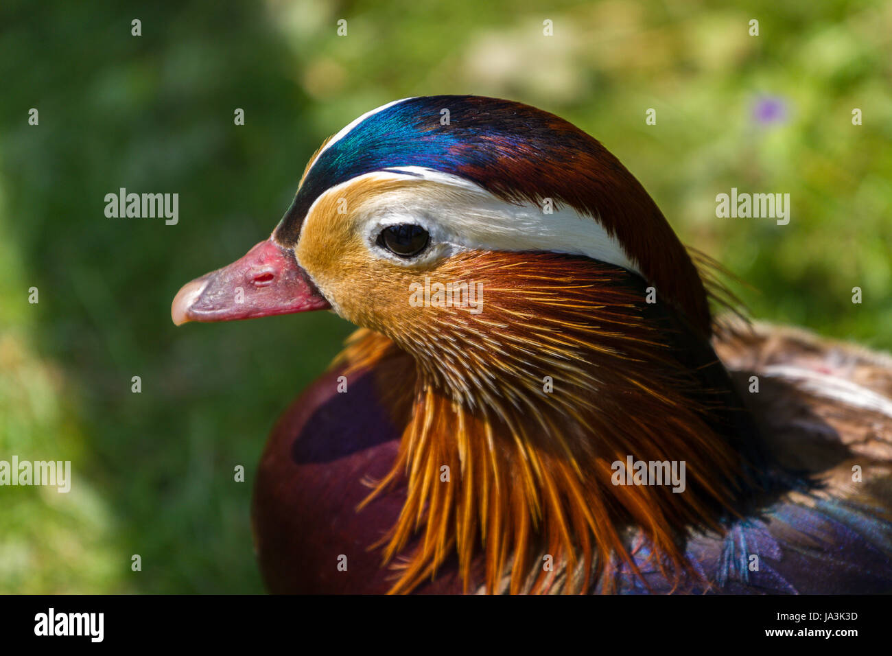 Mandarin Duck at Slimbridge Stock Photo - Alamy