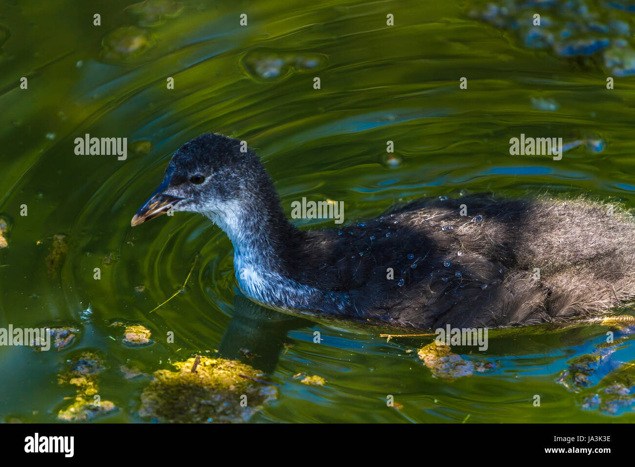 Coot duckling hi-res stock photography and images - Alamy
