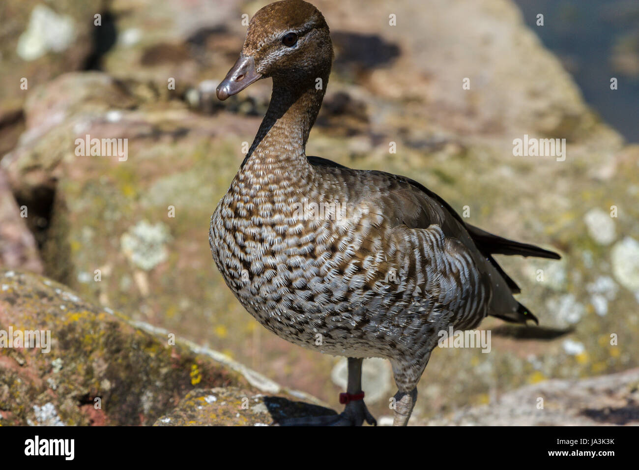 Garganey summer hi-res stock photography and images - Alamy