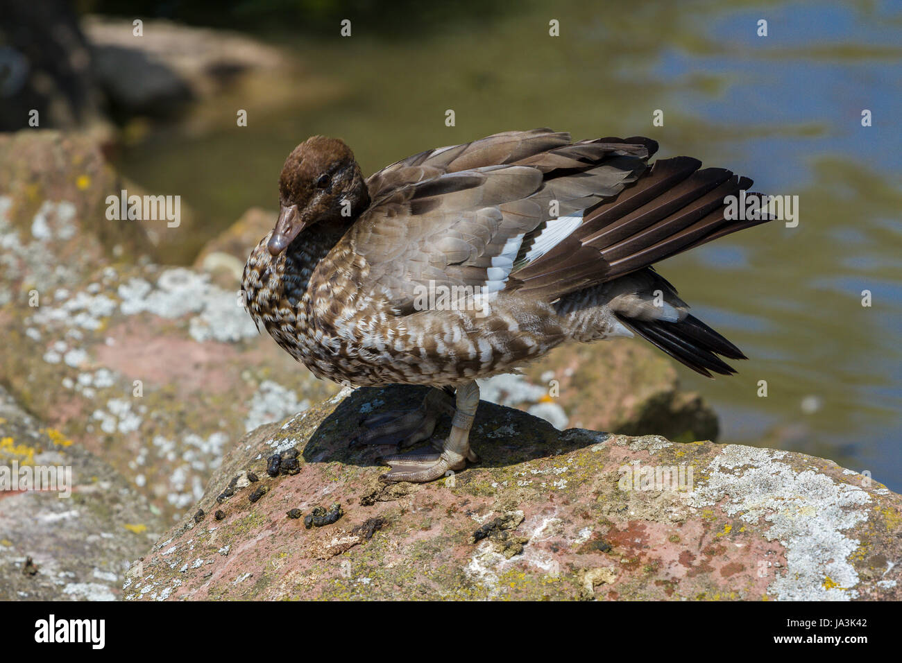 Garganey summer hi-res stock photography and images - Alamy