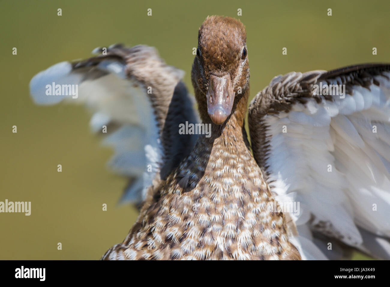 Garganey spreading its wings at Slimbridge Stock Photo - Alamy