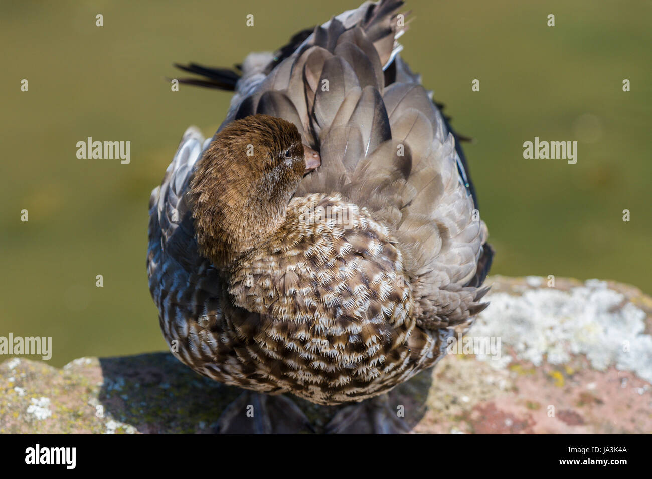 Garganey at Slimbridge Stock Photo - Alamy
