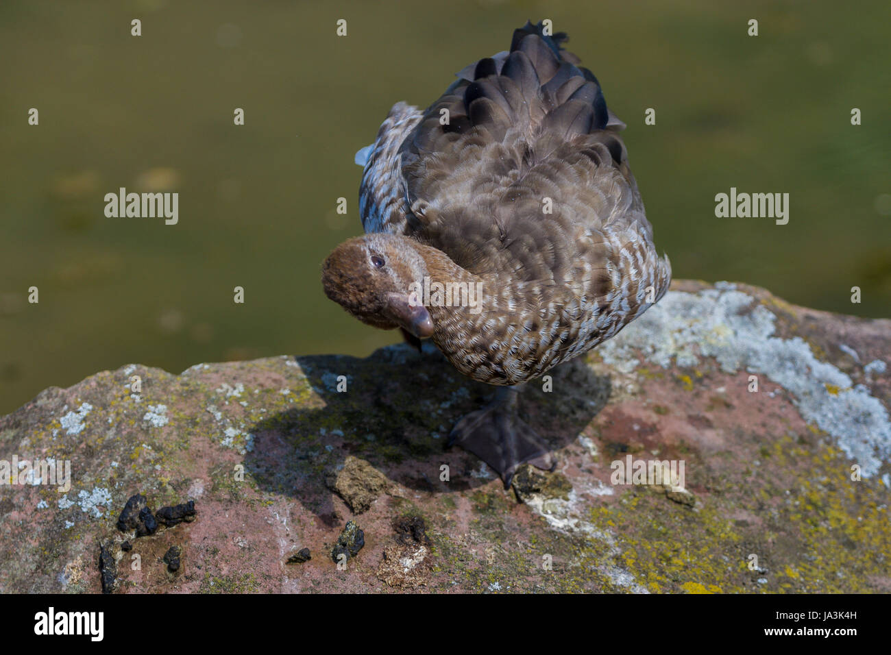Garganey at Slimbridge Stock Photo - Alamy