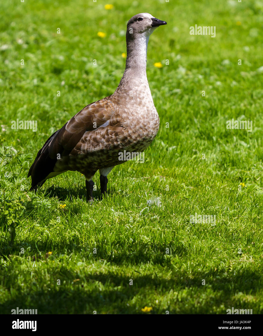 Blue Winged Goose at Slimbridge Stock Photo - Alamy
