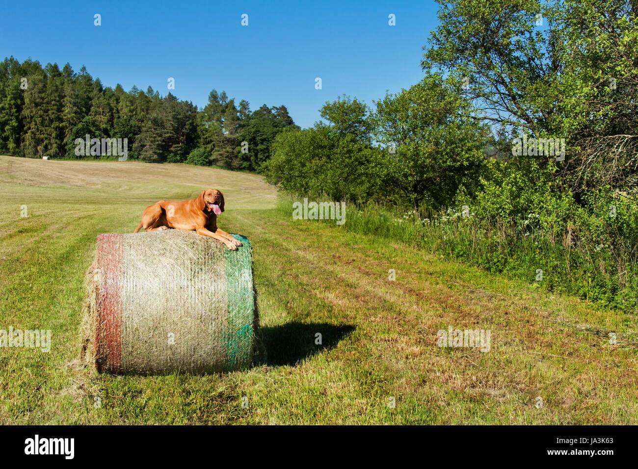 Hungarian pointer lies on a haystack. Agricultural work on pasture in ...