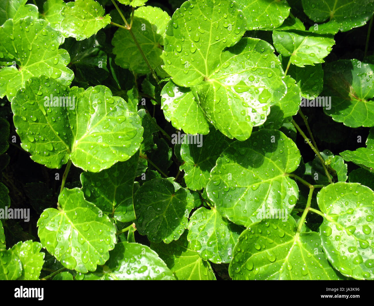 leaf, leaves, raindrop, drop, drip, drops, seeping, sopping, drips ...