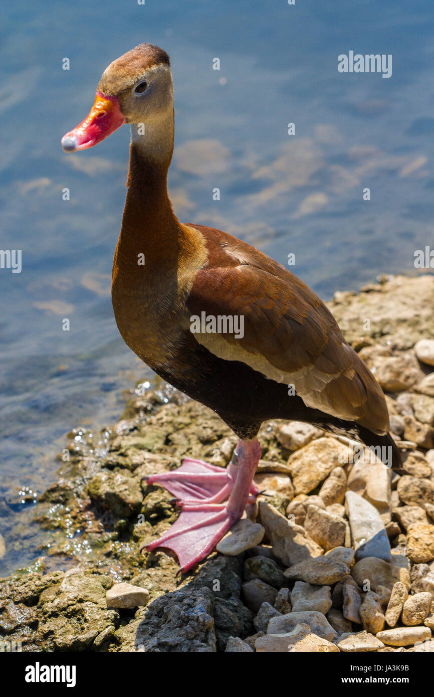 Black Bellied Whistling Duck at Slimbridge Stock Photo - Alamy