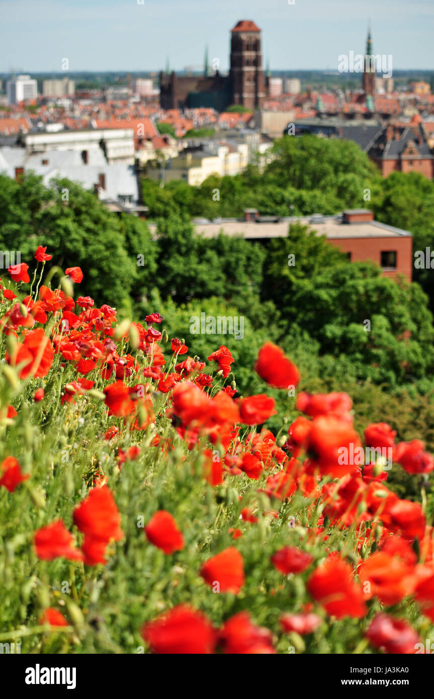 Summer time in poland - poppy flowers field and olg Gdansk top view ...