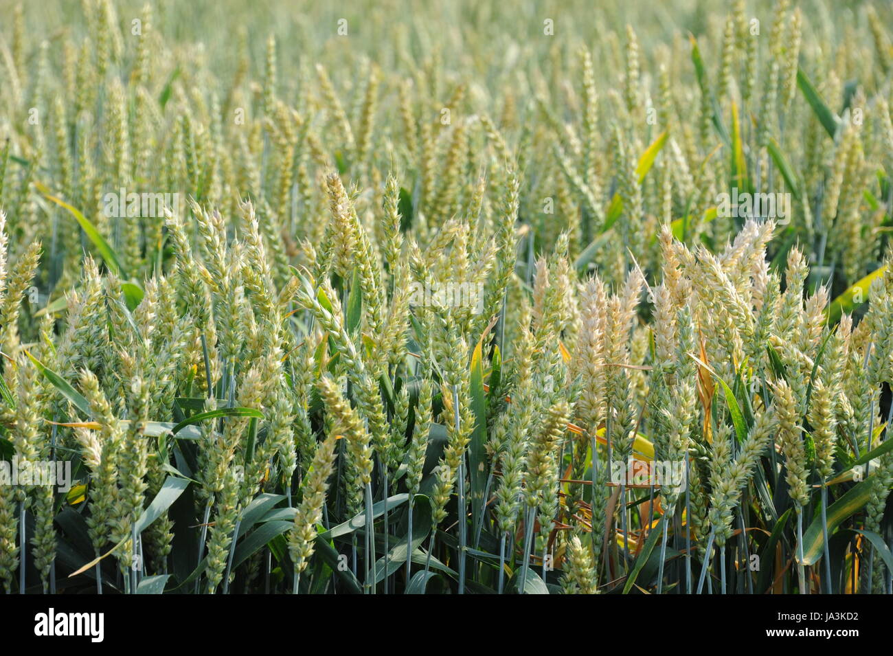 harvest time for crops Stock Photo - Alamy