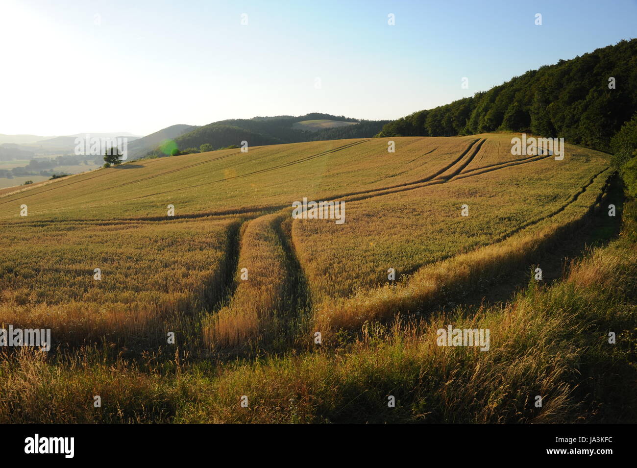 harvest time for crops Stock Photo - Alamy