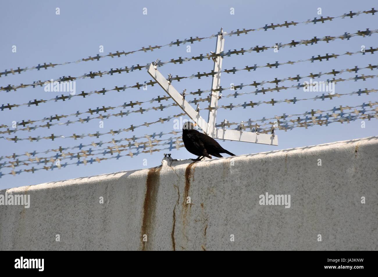 wall, barbed wire, blackbird, bird, birds, brig, jail, wire, barbed ...
