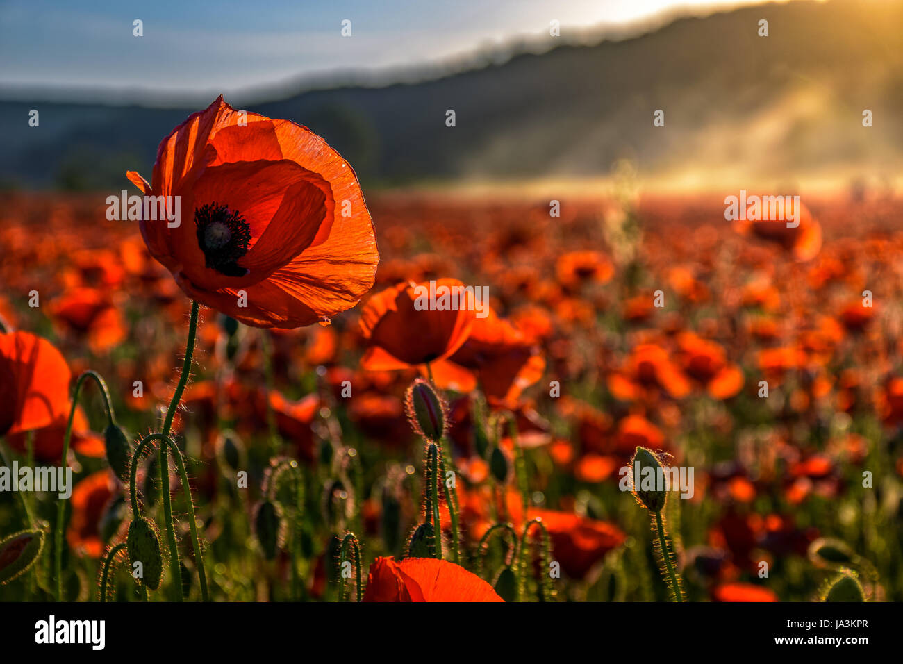 poppy flowers field in foggy mountains. beautiful summer landscape at ...