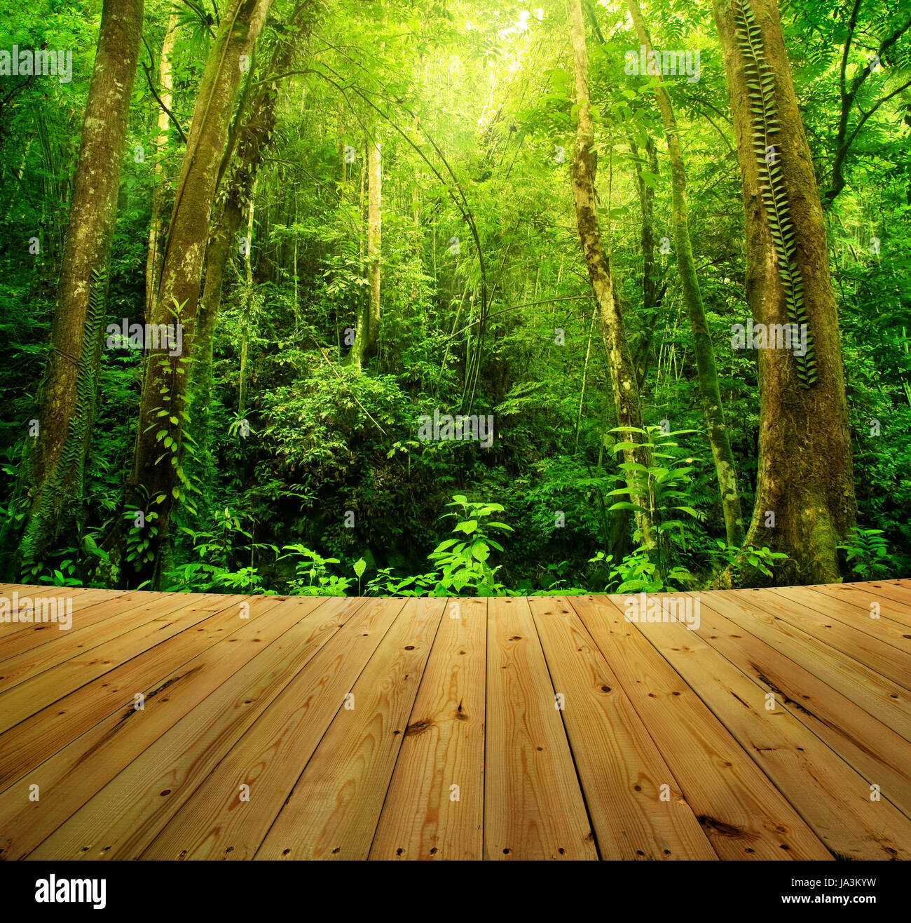 beautiful, beauteously, nice, leaf, environment, enviroment, tree, park ...