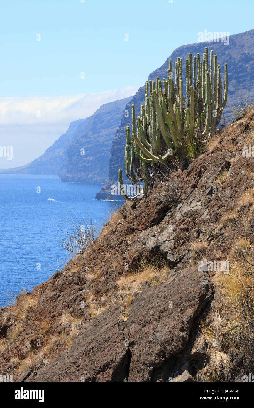 Gigantes de cactus hi-res stock photography and images - Alamy
