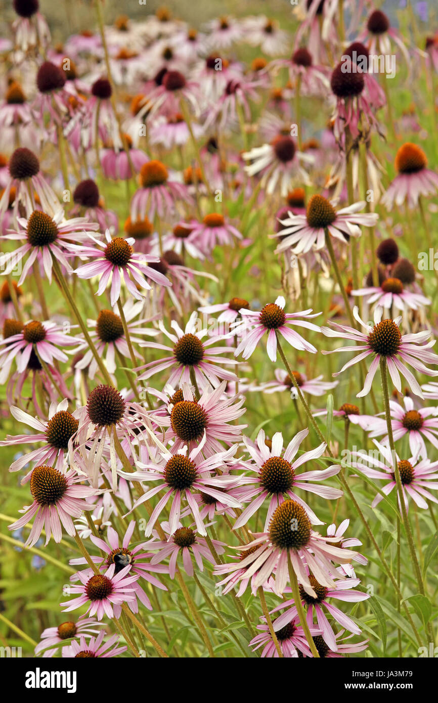 concentrated healing power [echinacea purpurea] Stock Photo - Alamy