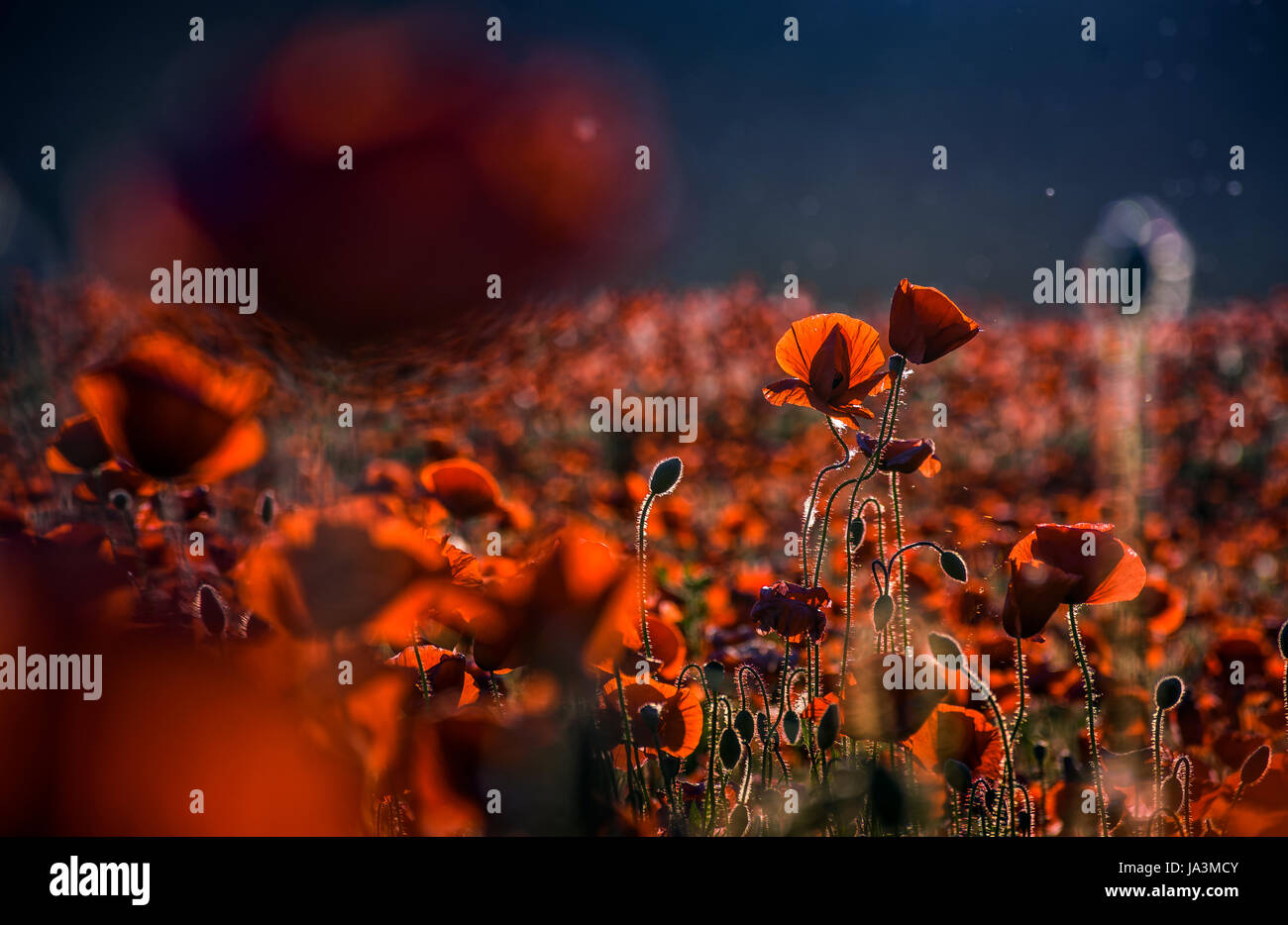 poppy flowers field. beautiful summer landscape at sunset Stock Photo ...