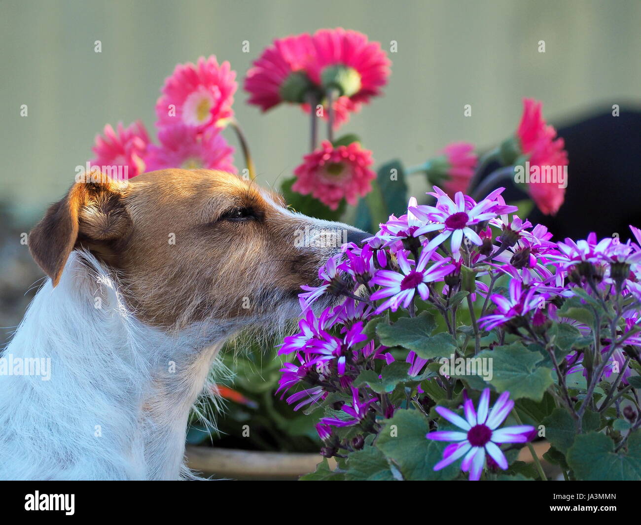 Sniffing flowers hi-res stock photography and images - Alamy
