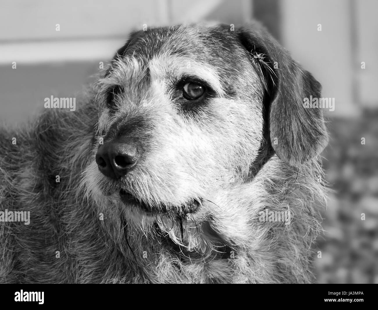Sly animals Black and White Stock Photos & Images - Alamy