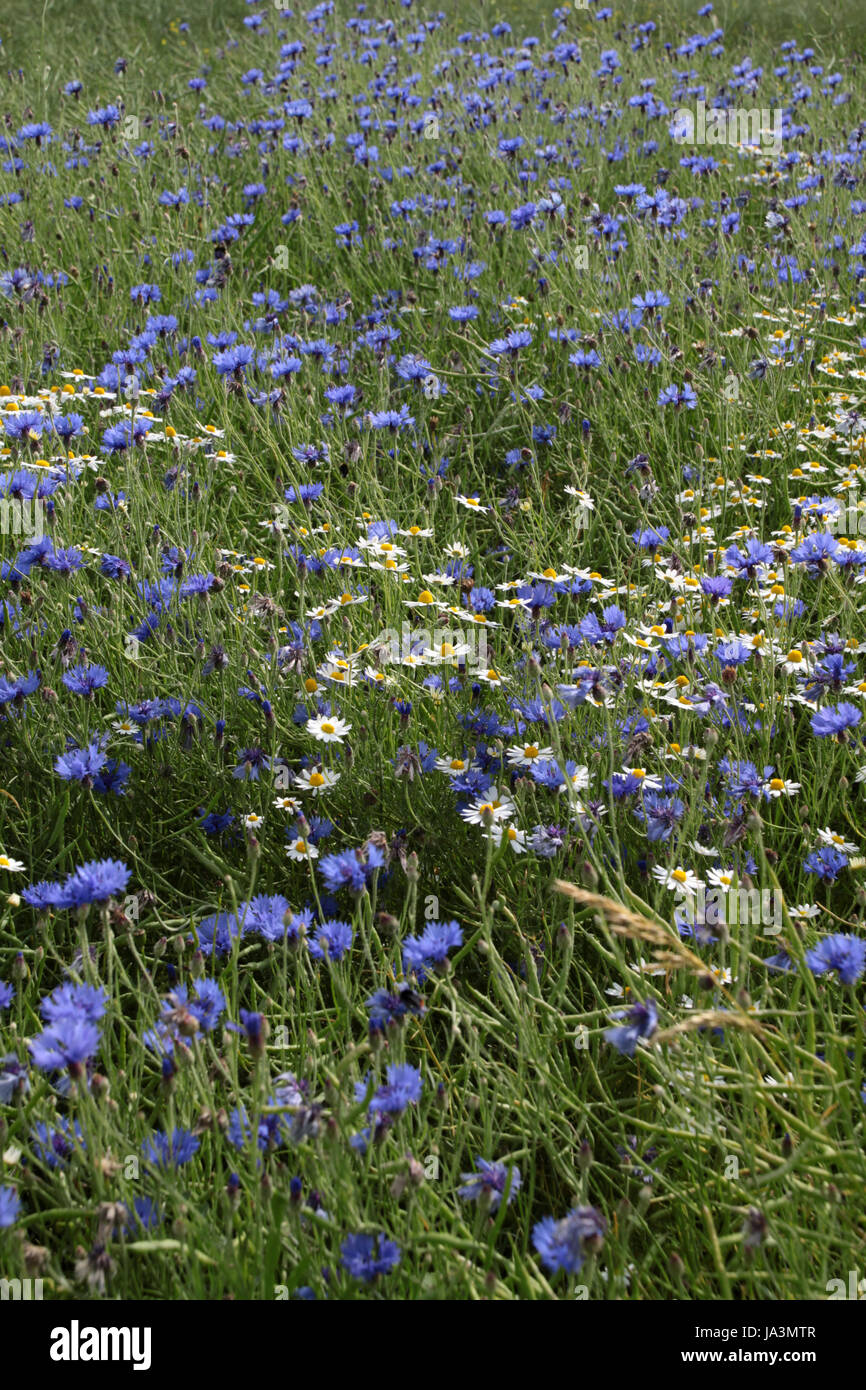flower, flowers, plant, flower meadow, corn field, grain field ...