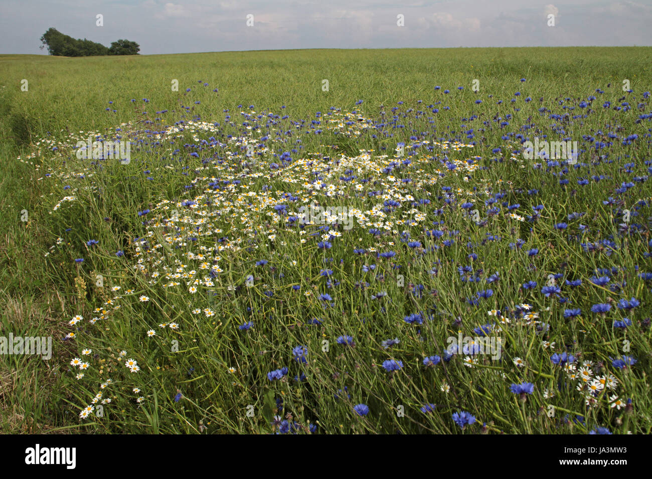 flower, flowers, plant, flower meadow, corn field, grain field ...