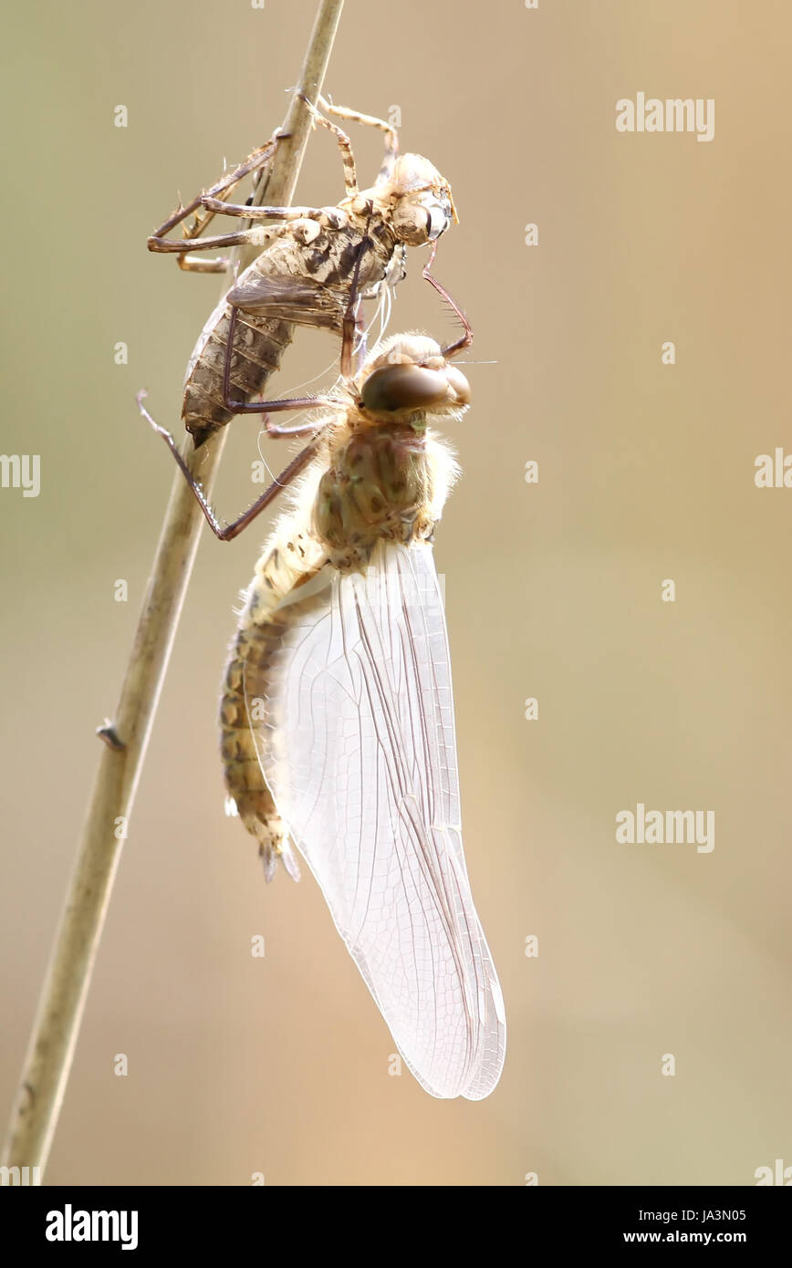 animal, animals, dragonfly, wildlife, dragonflies, shine, shines ...