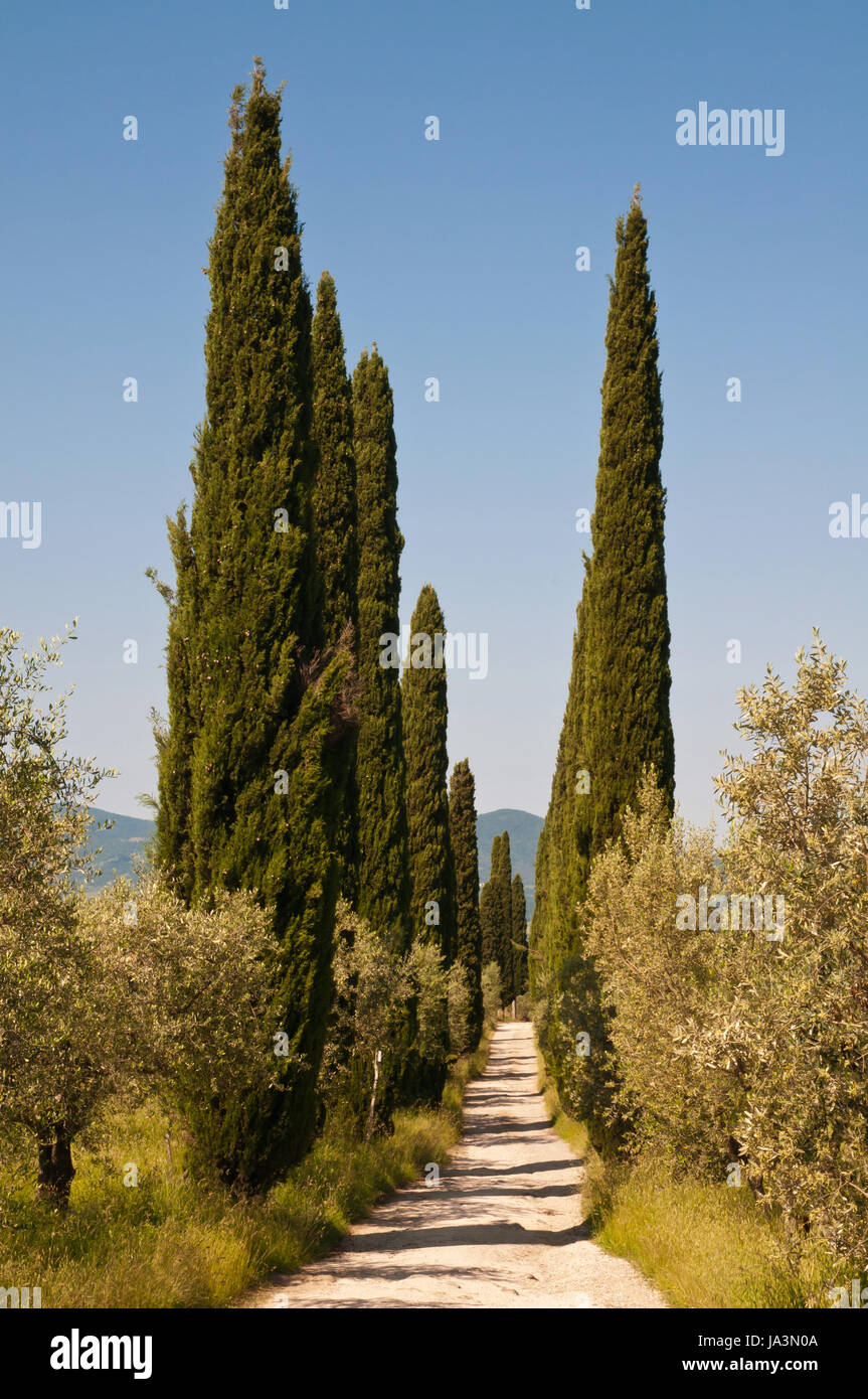 Donnini hi-res stock photography and images - Alamy
