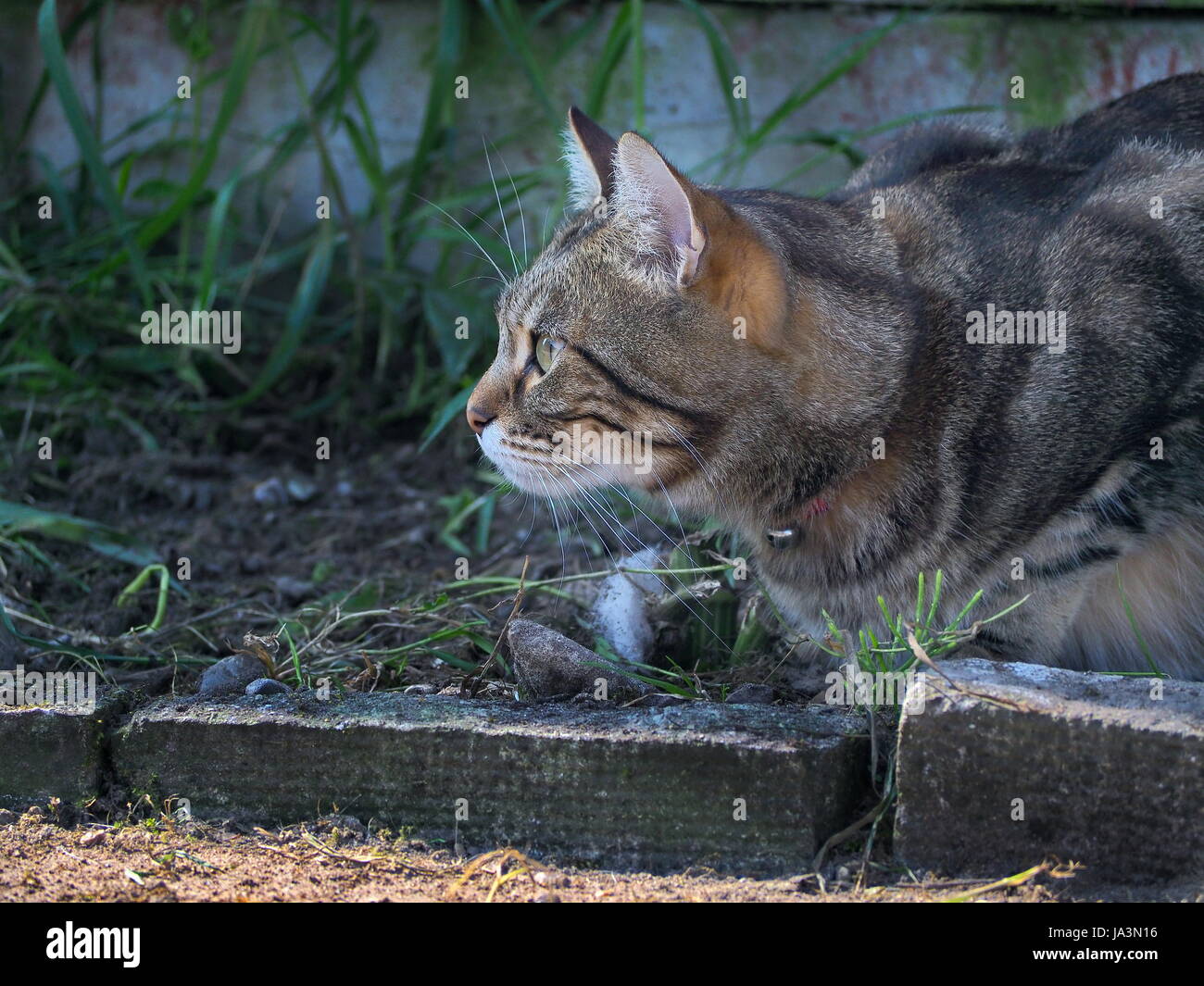 Eyeing you up hi-res stock photography and images - Alamy