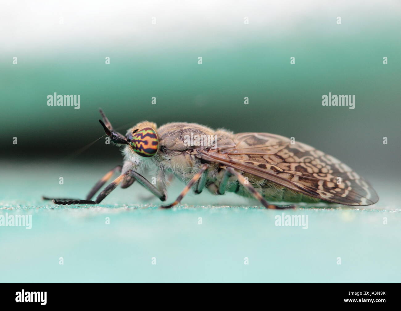 macro, close-up, macro admission, close up view, insect, eyes, brake ...