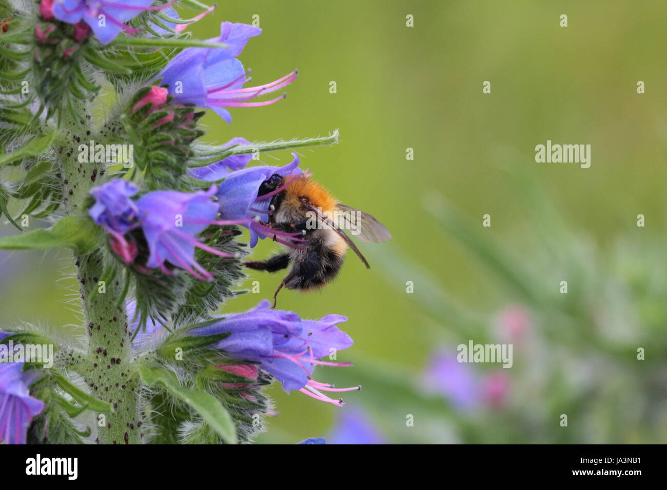 macro, close-up, macro admission, close up view, insects, green ...