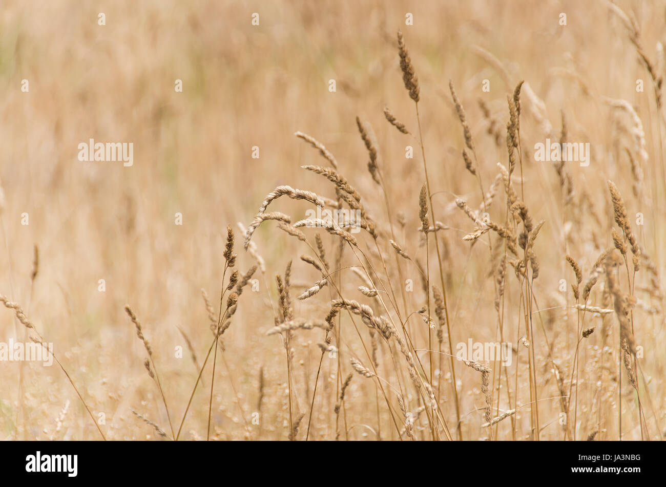 agriculture, farming, field, golden, farm, cereal, backdrop, background ...