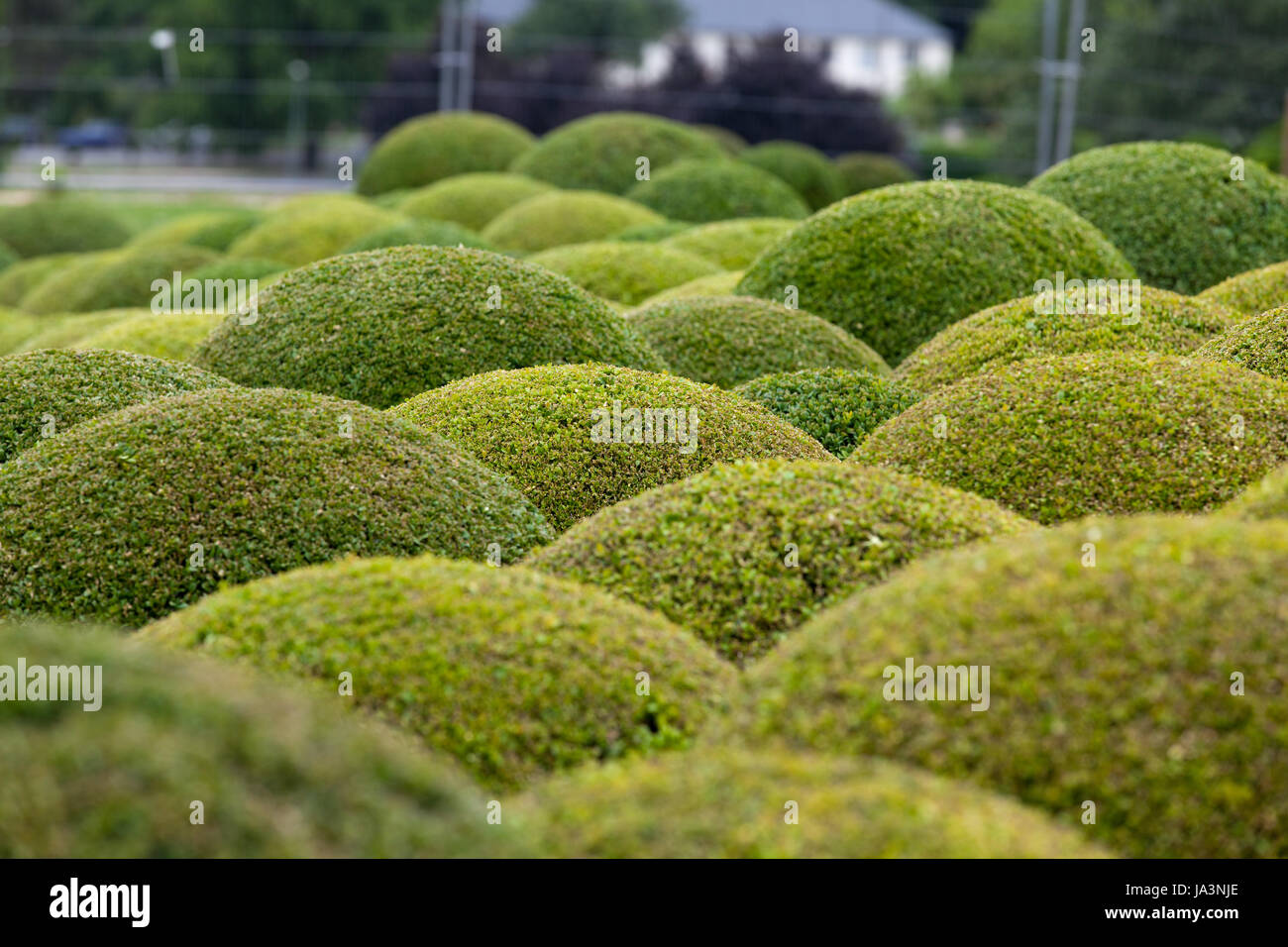 garden, hedge, round, beautiful, beauteously, nice, detail, colour ...