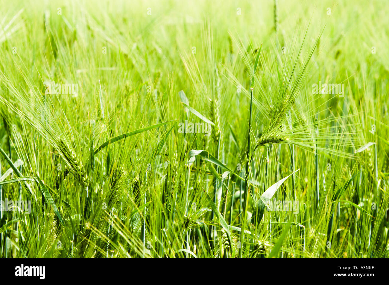 agriculture, farming, botany, backdrop, background, leaf, life, exist ...