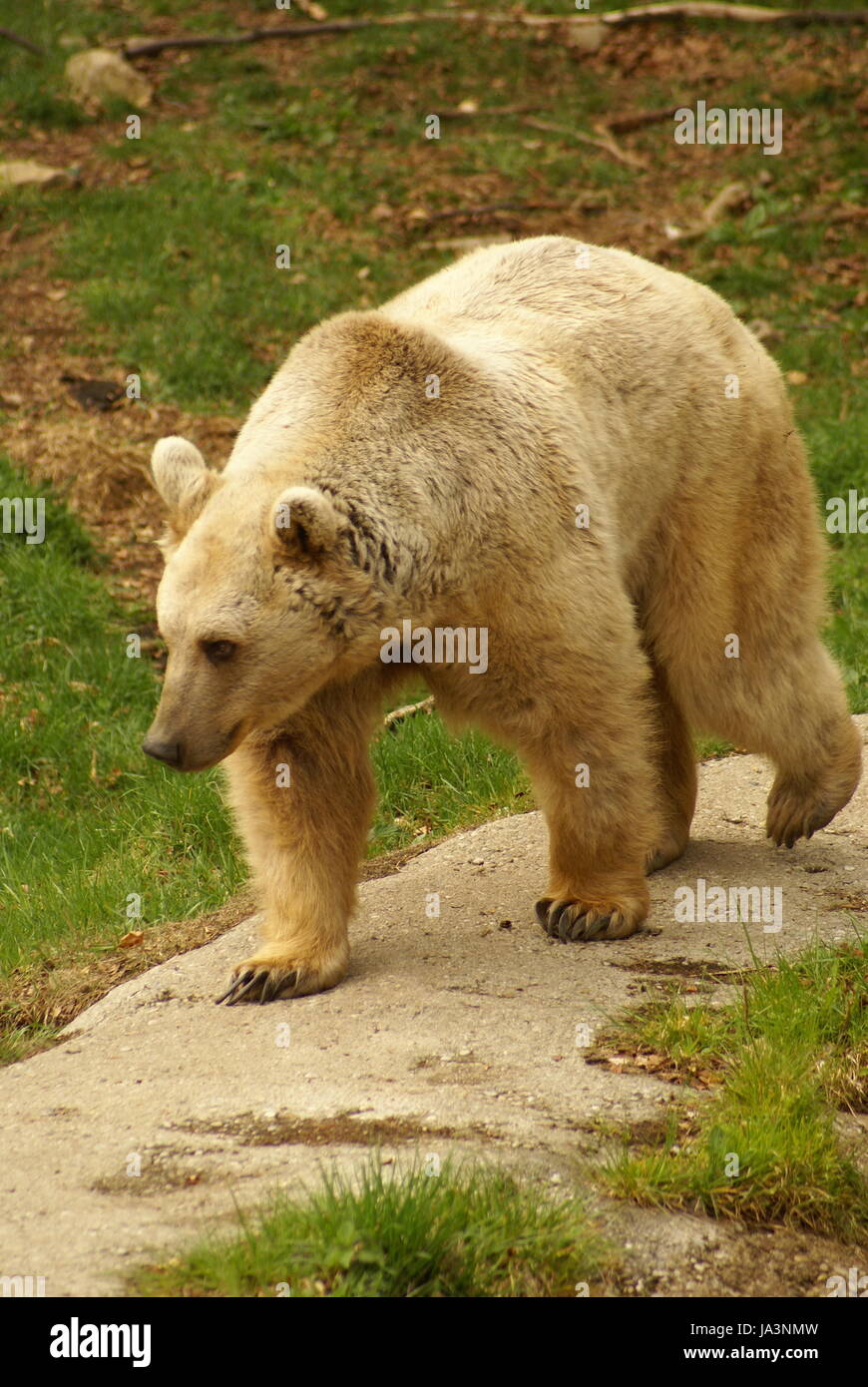 predator, animal, bear, wild, hunter, conservation of nature, zoo ...