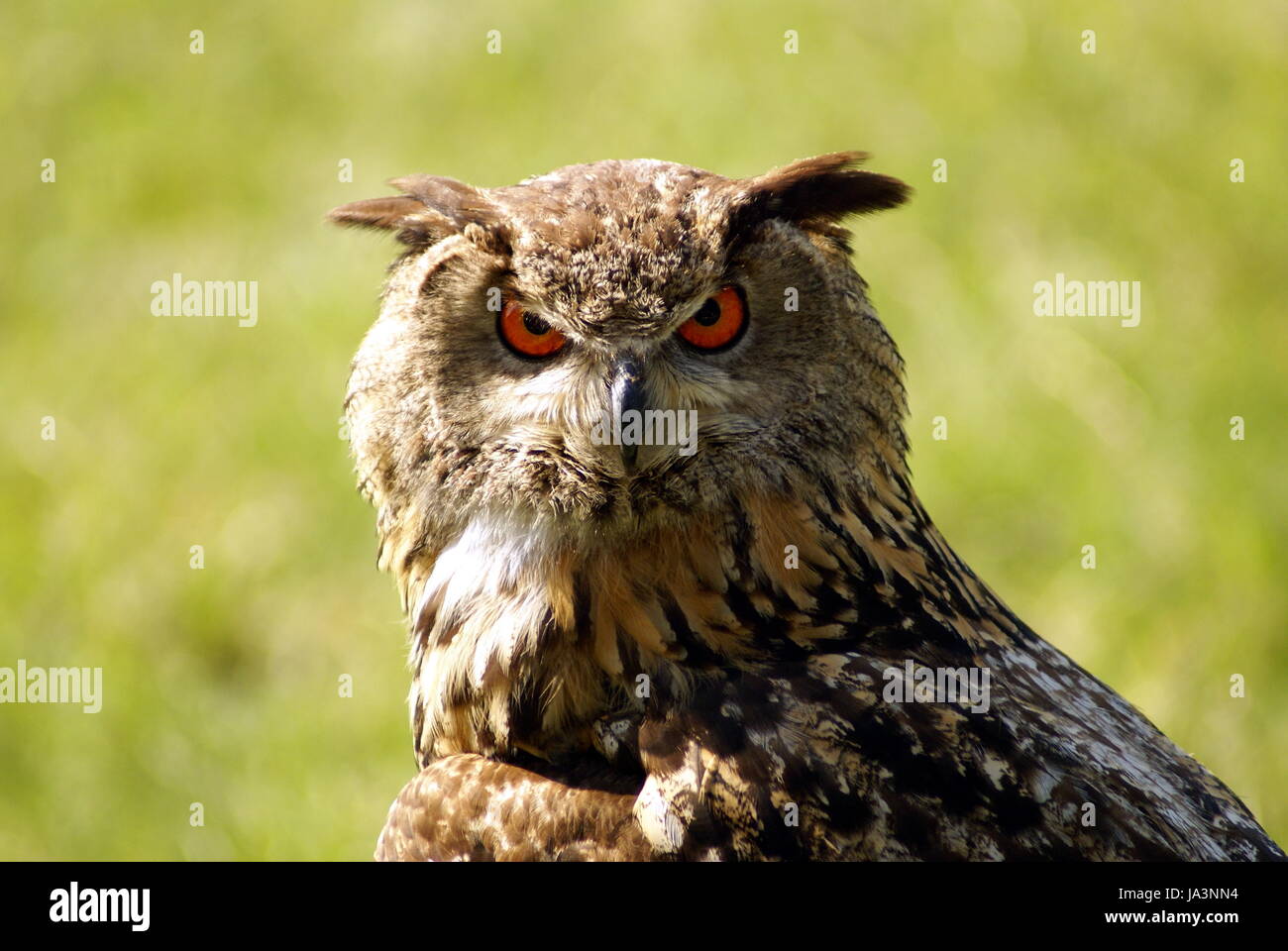 beak, owl, beaks, eagle-owl, animal, bird, wild, birds, birds of prey ...