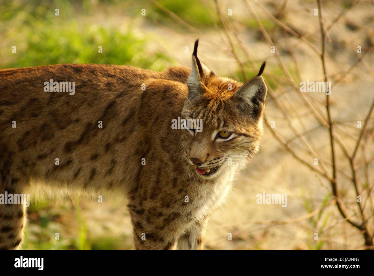 predator, cat, big cat, feline predator, lynx, big cat, feline predator ...